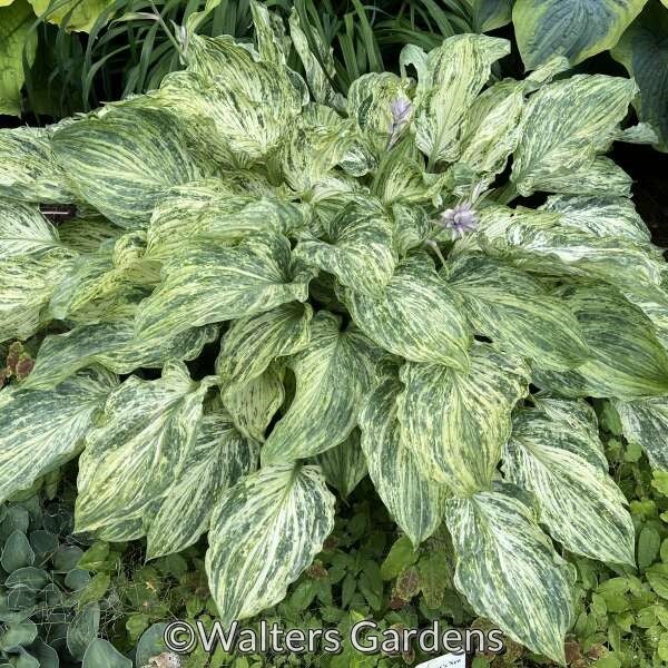 Hosta 'Emperor's New Clothes' PP34312 | Botanophilia LLC