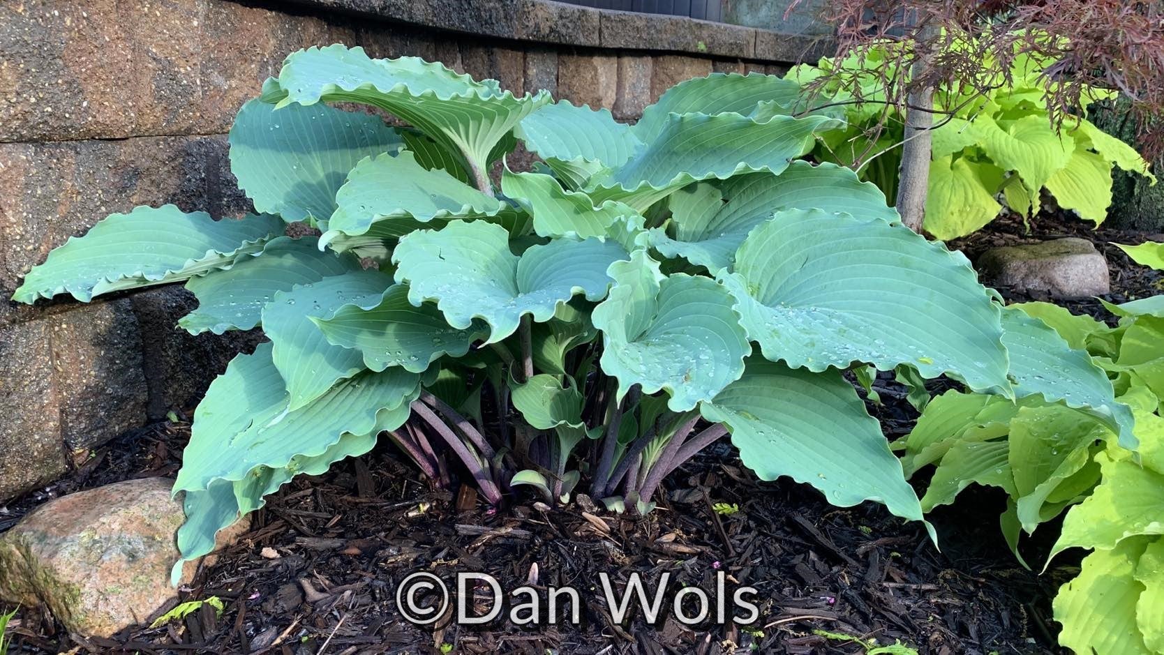 Hosta 'Skywriter' | Botanophilia LLC