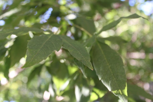 Acer triflorum - Three-flowered Maple | Botanophilia LLC