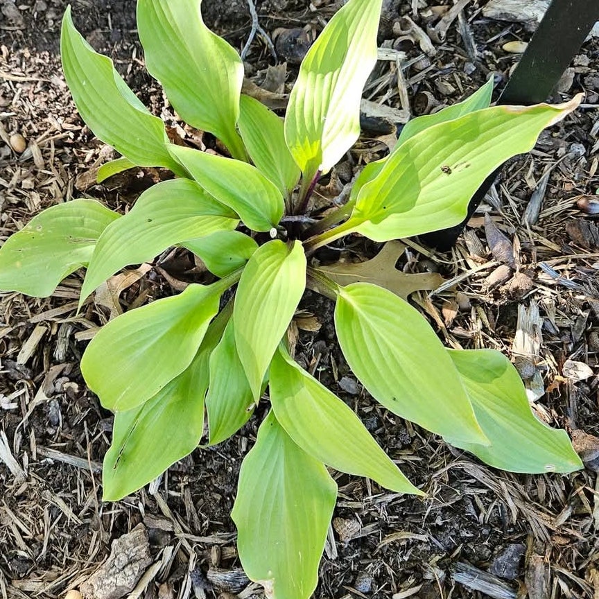 Hosta 'Bloodline' | Botanophilia LLC