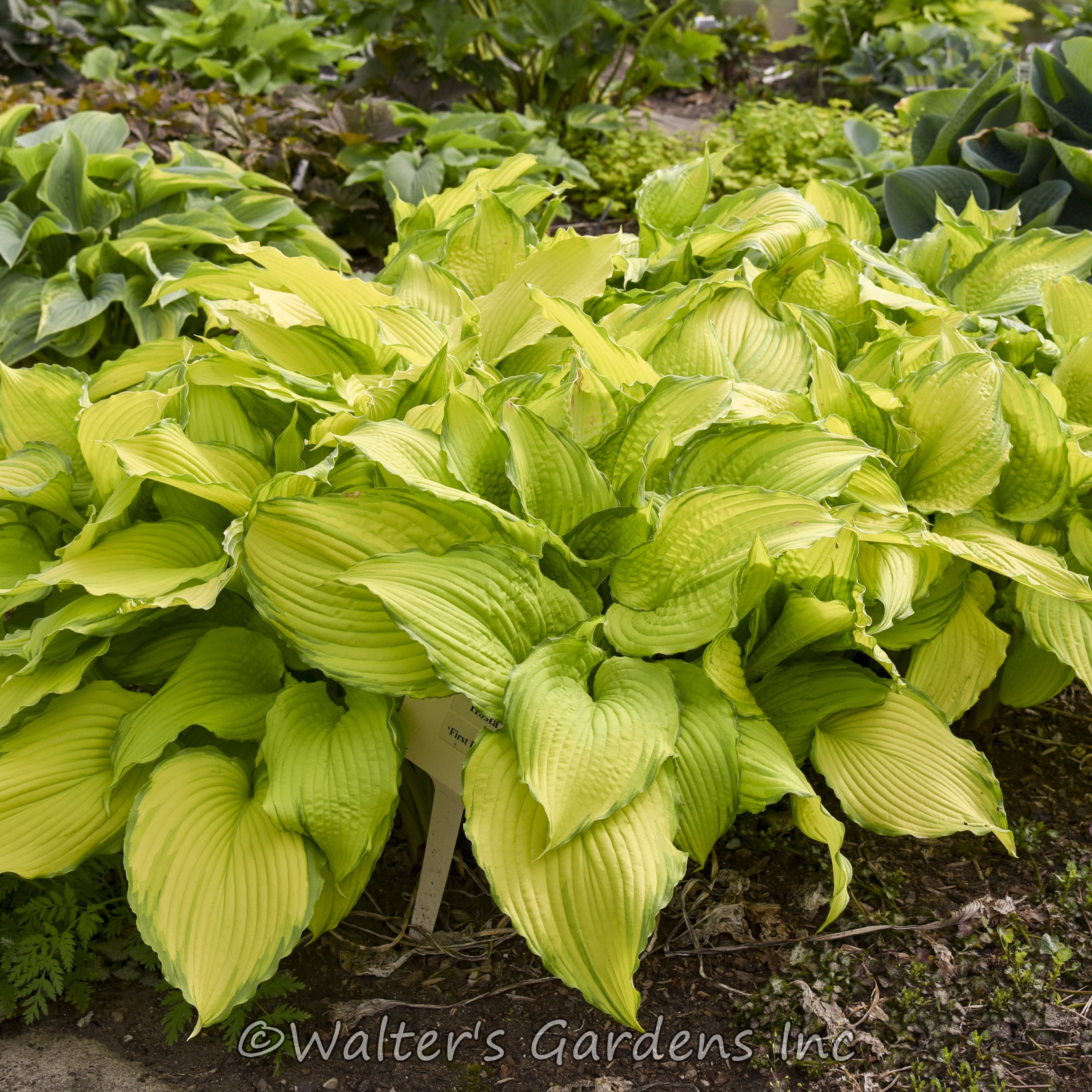 Hosta 'First Dance' | Botanophilia LLC
