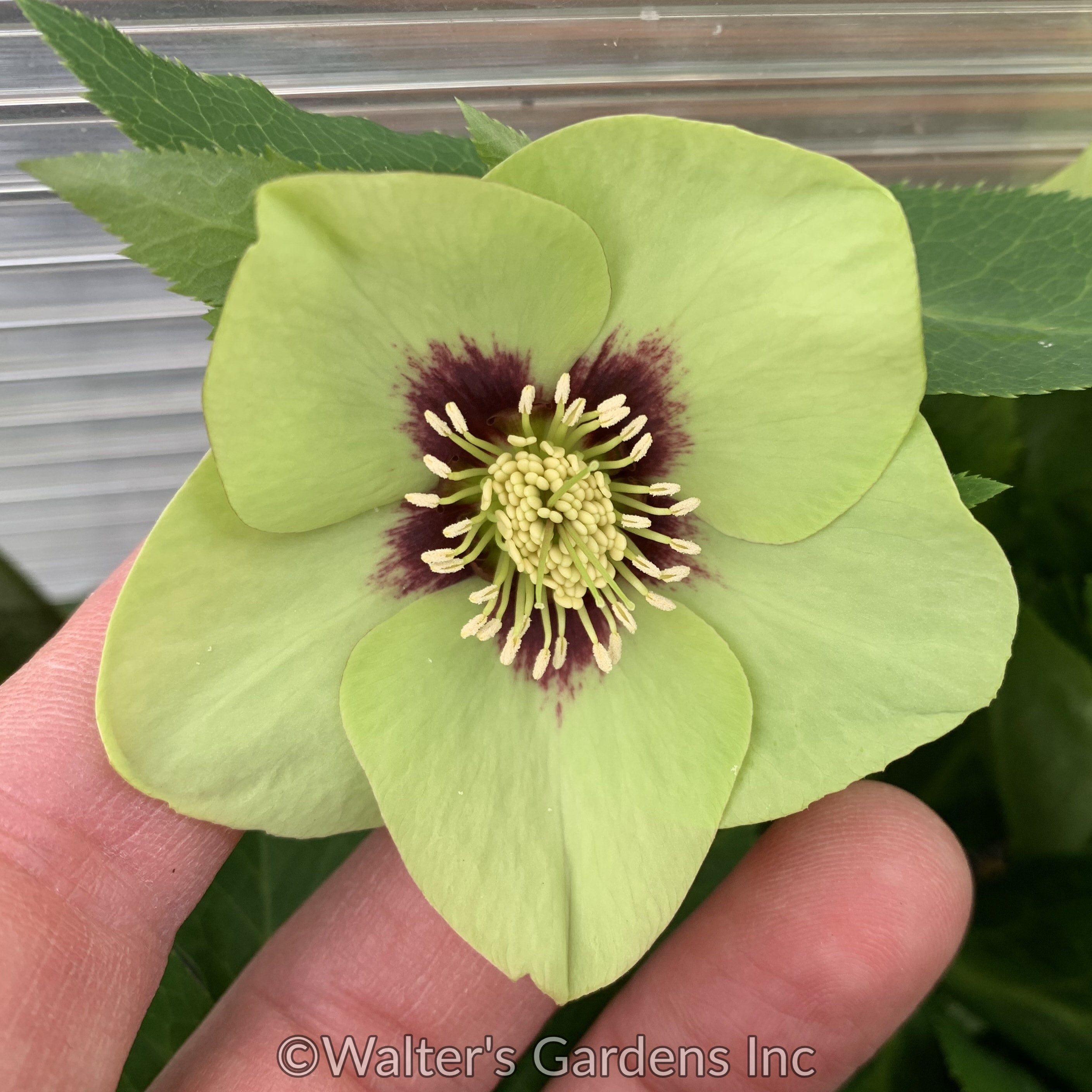 Helleborus HONEYMOON® Series 'Irish Luck' - Lenten Rose | Botanophilia LLC