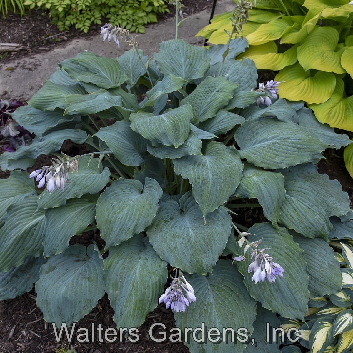 Hosta 'Diamond Lake' | Botanophilia LLC