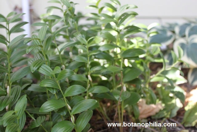 Polygonatum humile - Dwarf Solomon's Seal | Botanophilia LLC