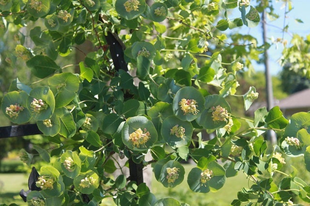 Lonicera reticulata 'P015S' KINTZLEY’S GHOST® - Grape Honeysuckle ...