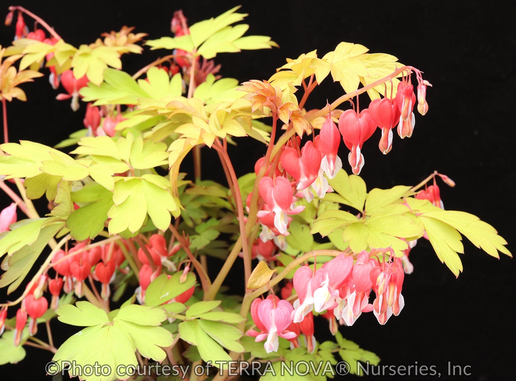 Dicentra spectablis 'Ruby Gold' PPAF - Bleeding Heart | Botanophilia LLC