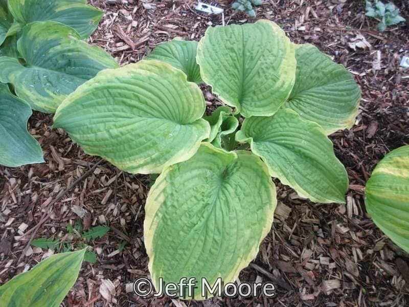 Hosta 'Bodice Ripper' | Botanophilia LLC