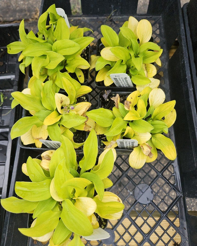 Hosta 'Sun Mouse' | Botanophilia LLC