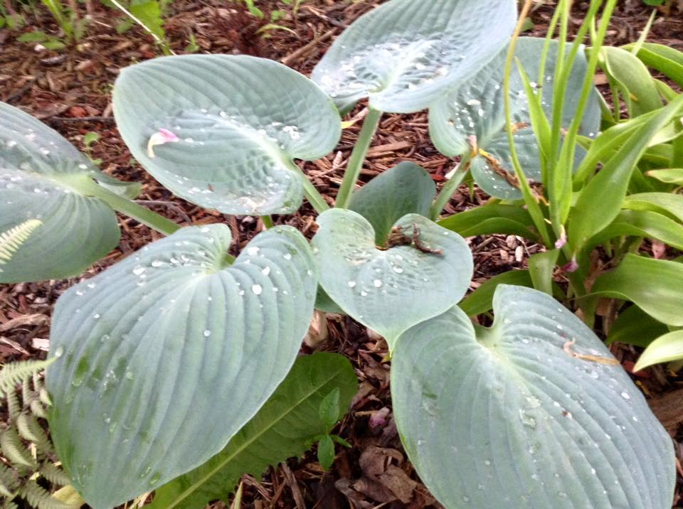 Hosta 'Skylight' | Botanophilia LLC