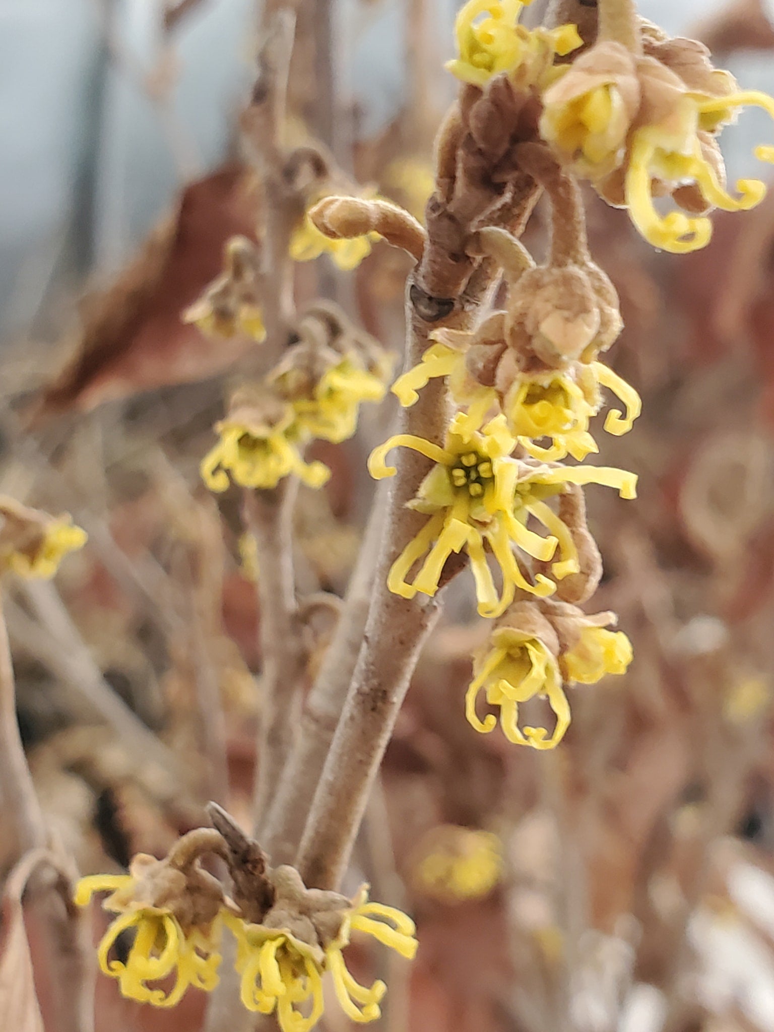 Hamamelis vernalis 'Squib' | Botanophilia LLC