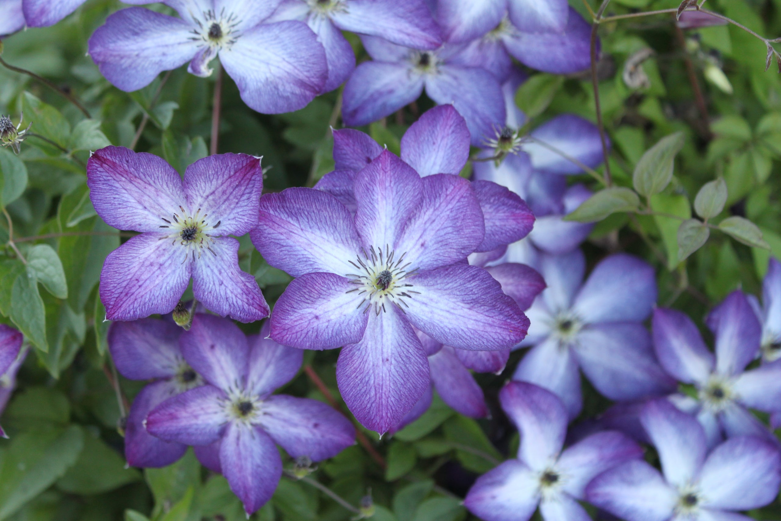 Clematis 'Venosa Violacea' | Botanophilia LLC