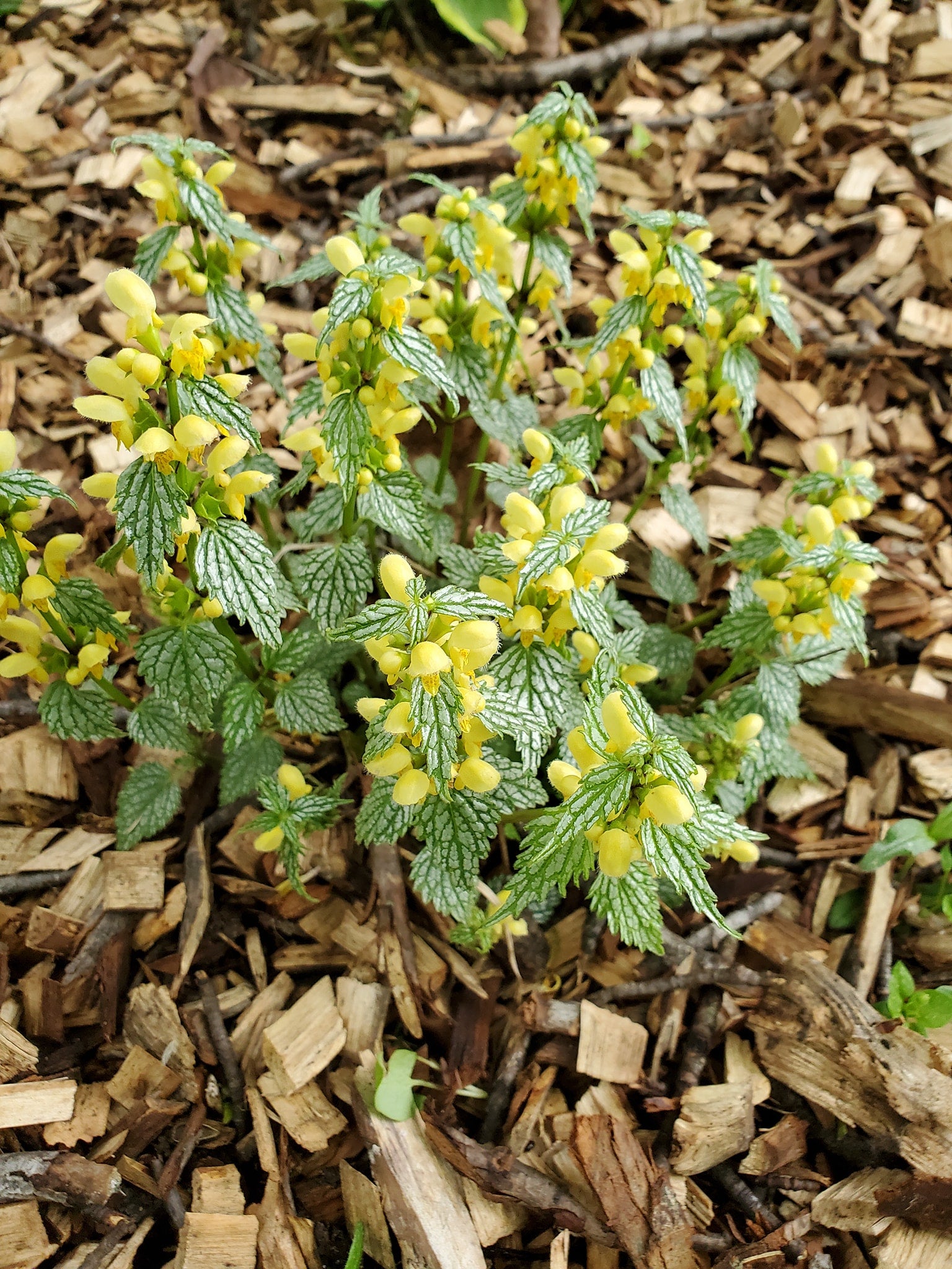 Lamiastrum galeobdolon 'Herman's Pride' - Yellow Archangel ...