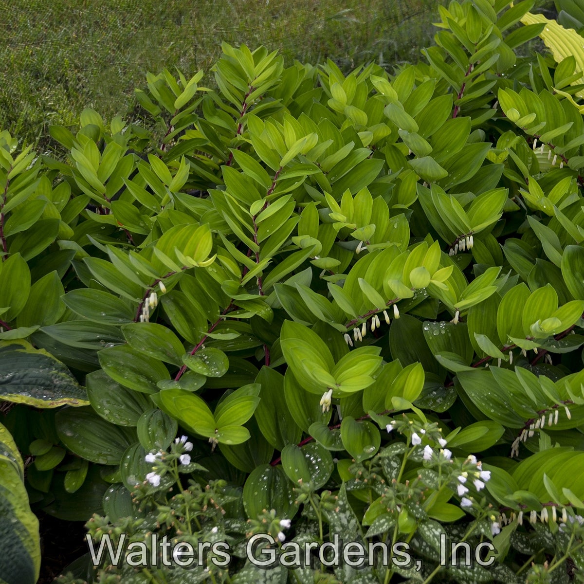 Polygonatum odoratum 'Ruby Slippers' - Solomon's Seal | Botanophilia LLC
