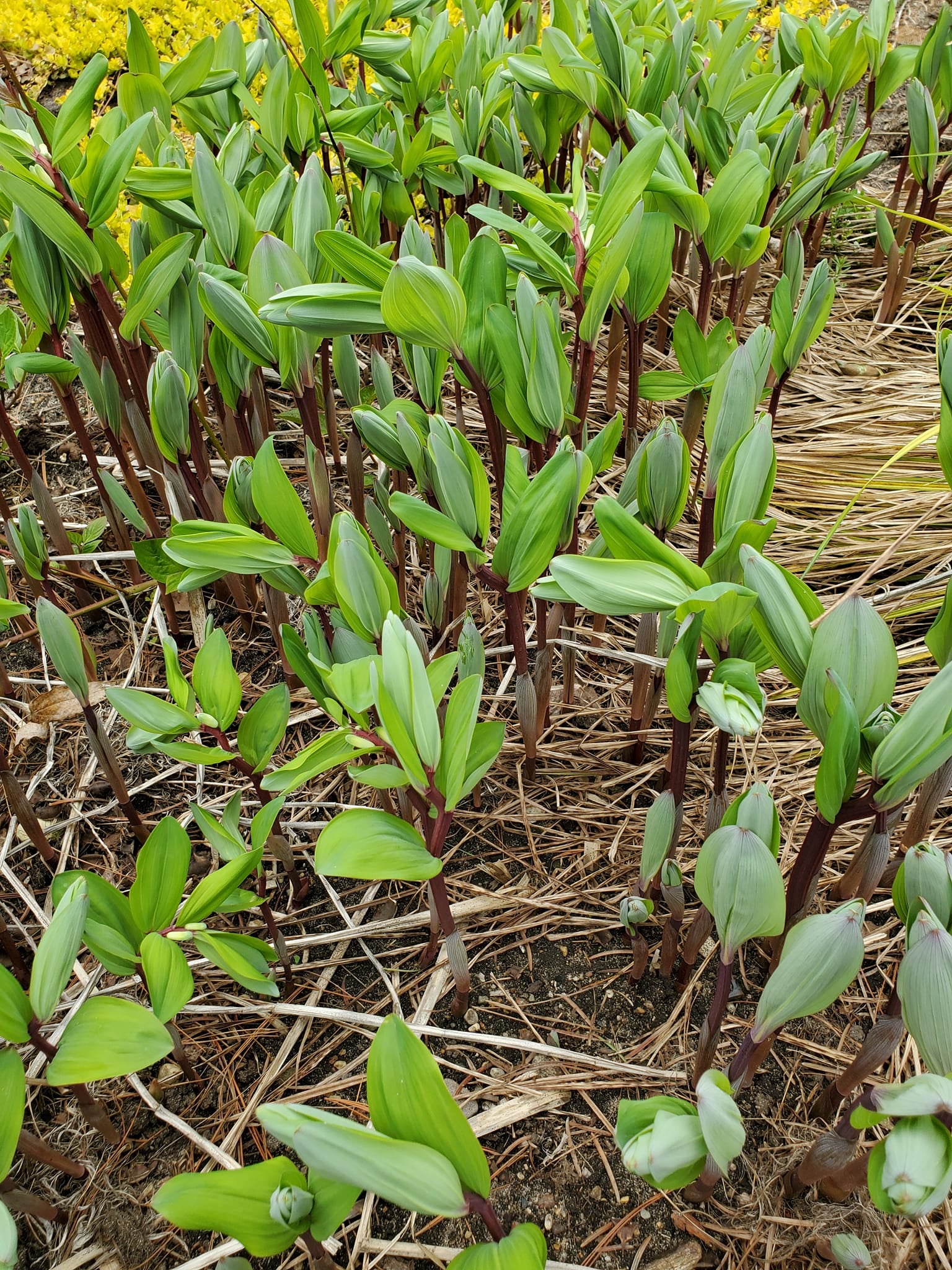 Polygonatum odoratum 'Ruby Slippers' - Solomon's Seal | Botanophilia LLC