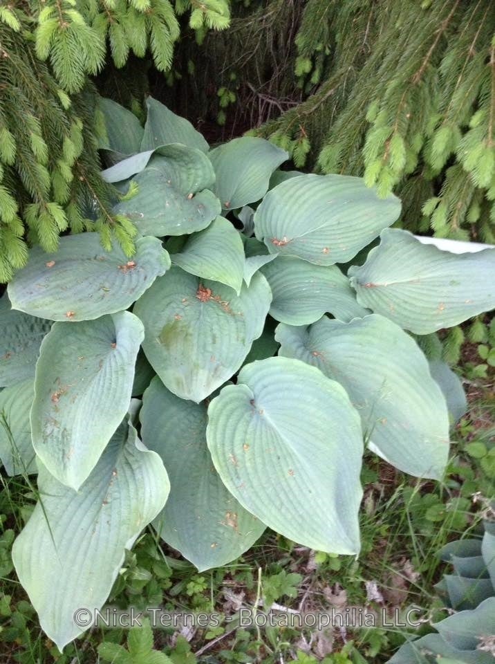 Hosta 'Azure Snow' | Botanophilia LLC